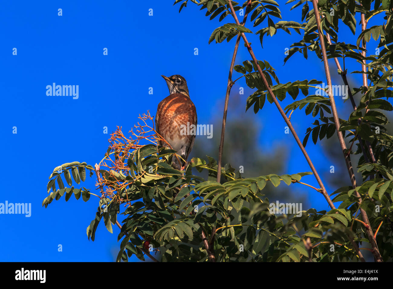 Red Robin setting in tree eating berries Stock Photo - Alamy