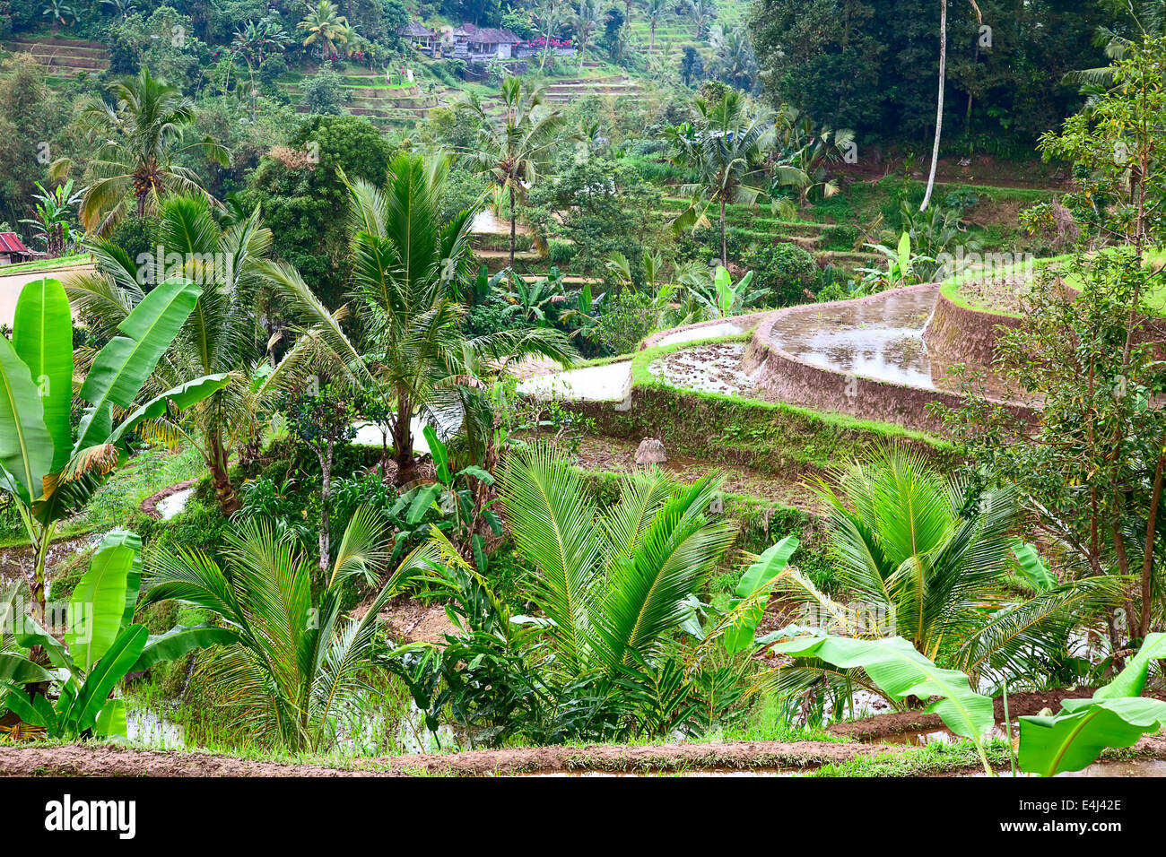 Rice fields, prepared for rice. Bali, Indonesia Stock Photo - Alamy