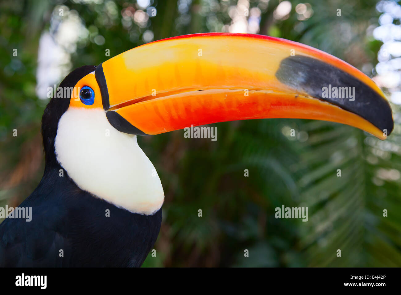 Colorful tucan in the aviary Stock Photo - Alamy