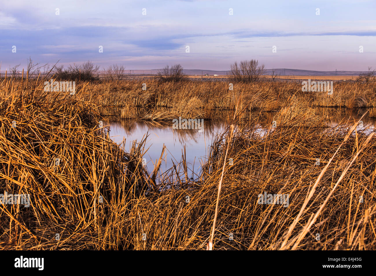 Marsh wetlands protecting birds and nature Stock Photo - Alamy