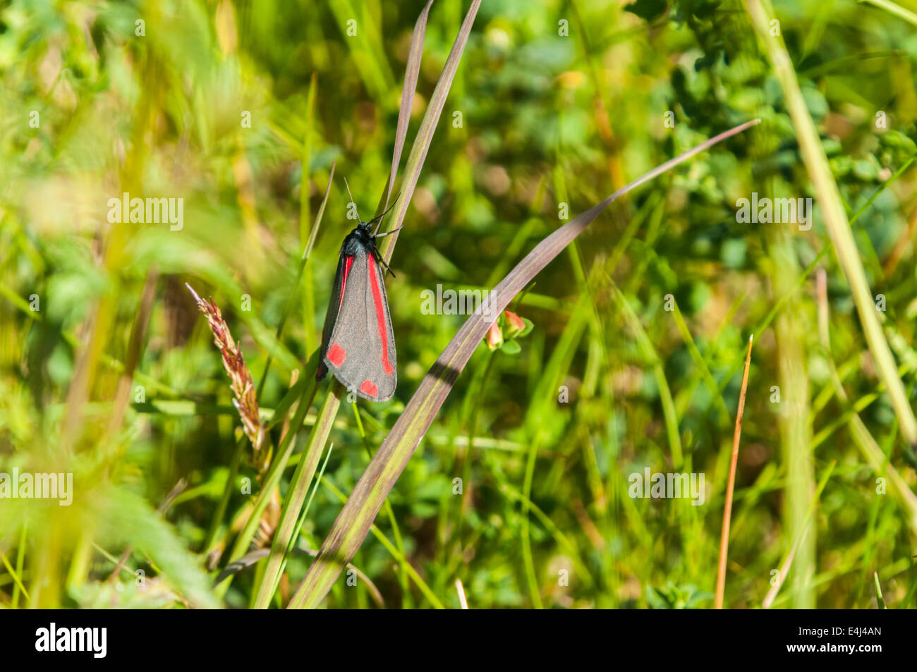 A Cinnabar moth, Tyria jacobaeae, at rest Stock Photo - Alamy
