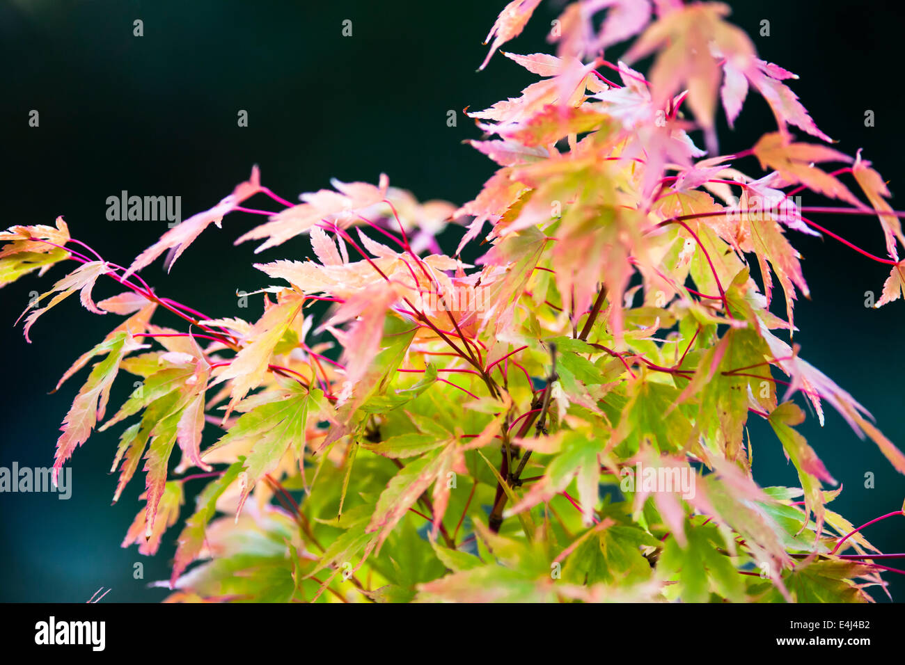 Maple Leaf change color for fall Stock Photo - Alamy