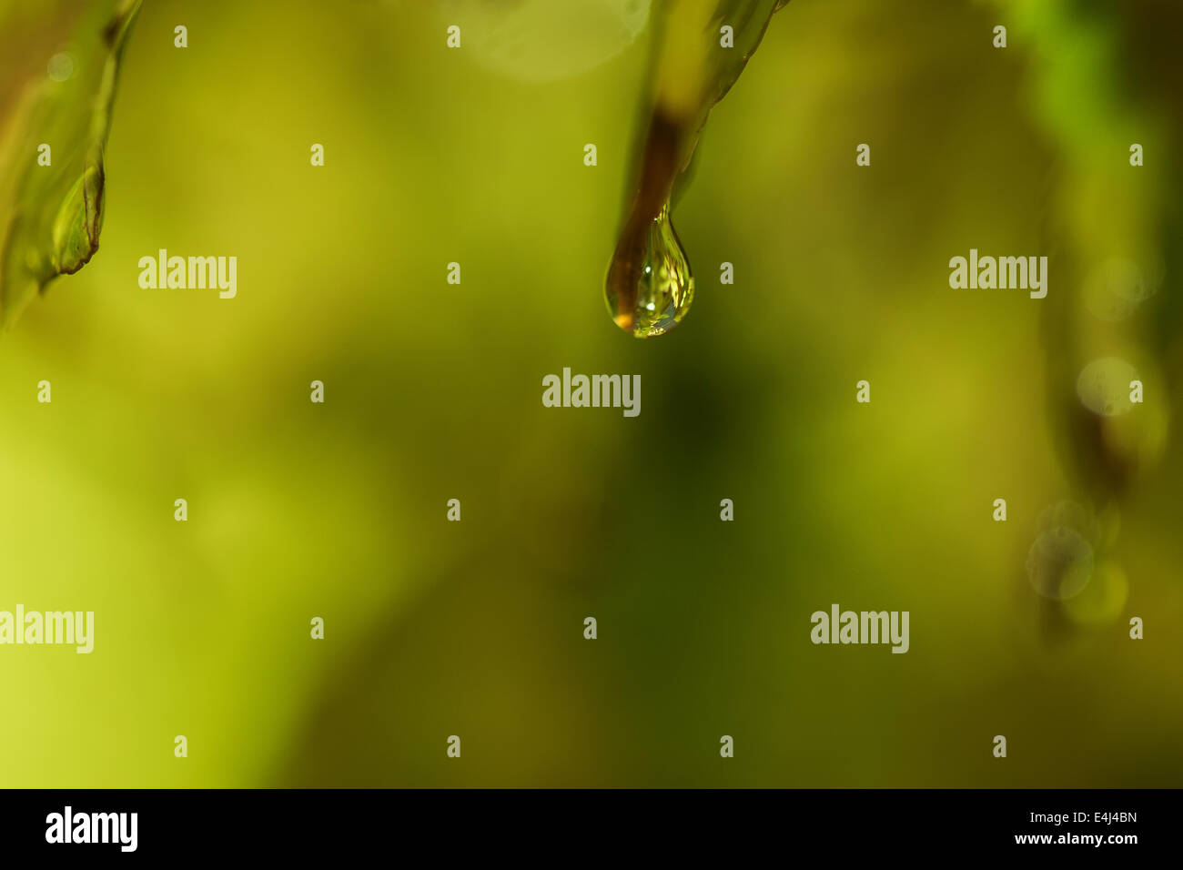 Water drop from leaf with green background Stock Photo - Alamy