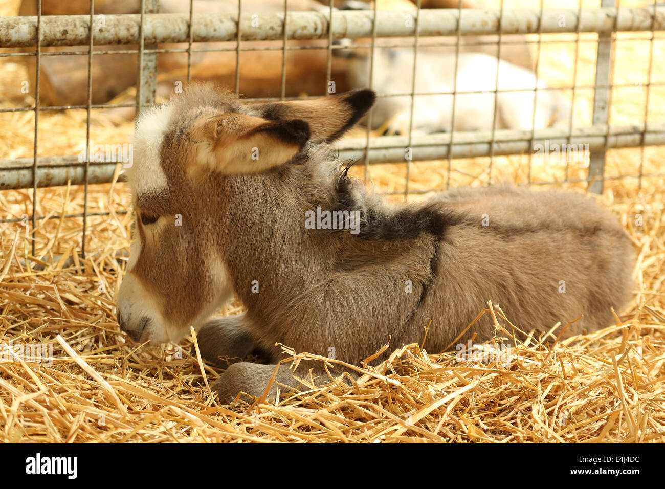 Baby donkey hi-res stock photography and images - Alamy