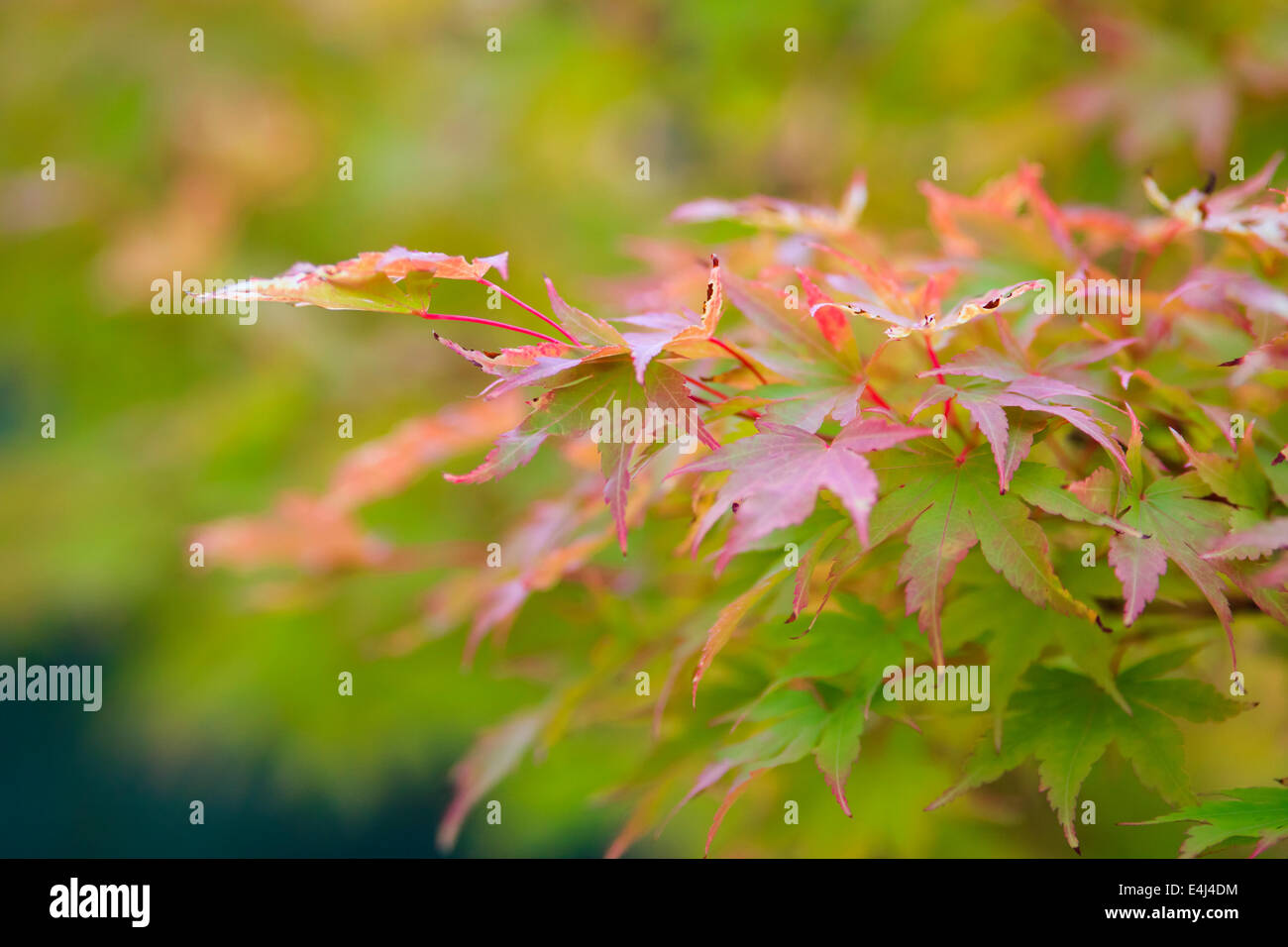 Fall foliage showing the turning of colors from green to dark red Stock ...