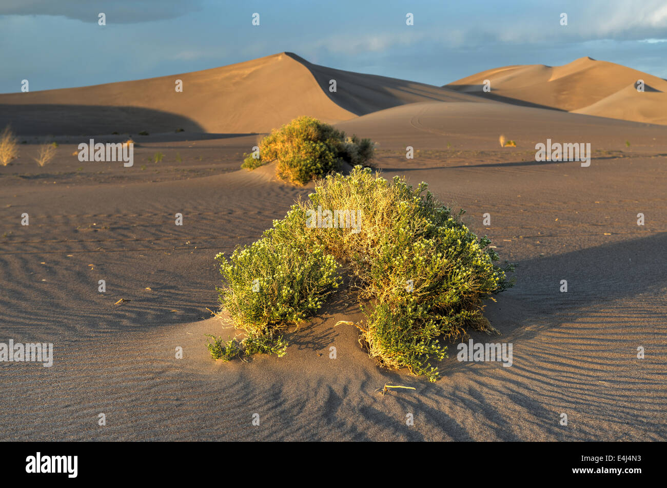 Sand Dunes along the Amargosa Desert at sunset. Located in Nye County ...