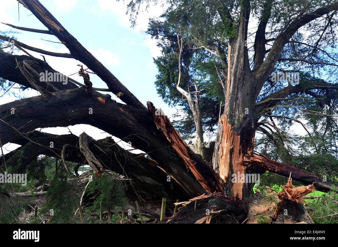 Wind Damaged Trees High Resolution Stock Photography and Images - Alamy