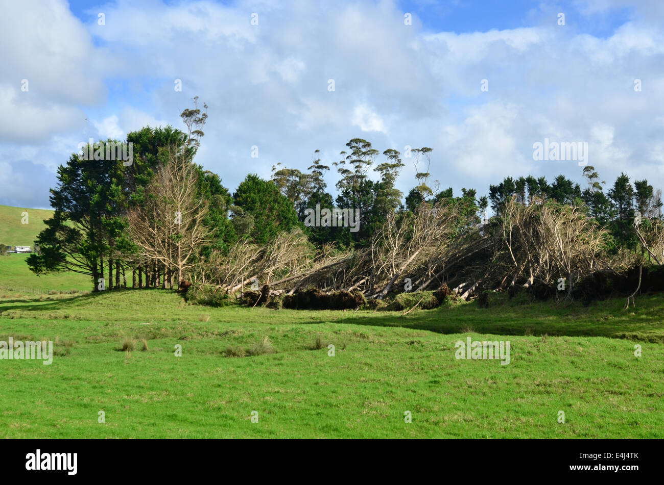Wind Damaged Trees High Resolution Stock Photography and Images - Alamy