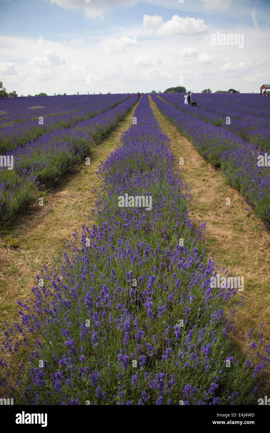 Mayfield Lavender Field, Banstead, North Surrey Downs, England, UK ...