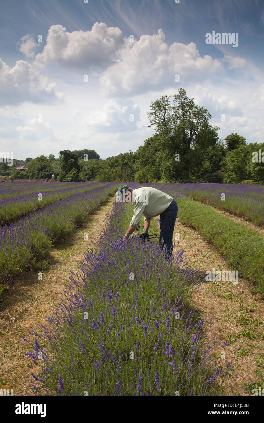 Lavender field banstead hi-res stock photography and images - Alamy