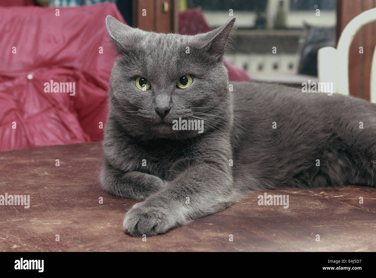 Grey cat on old brown table in disbelief Stock Photo - Alamy