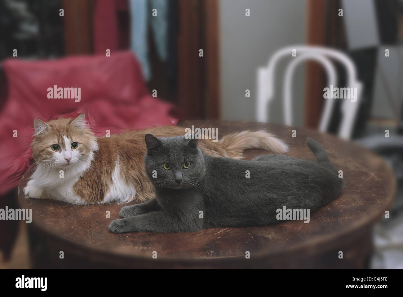 Two nice cats at round old table Stock Photo - Alamy