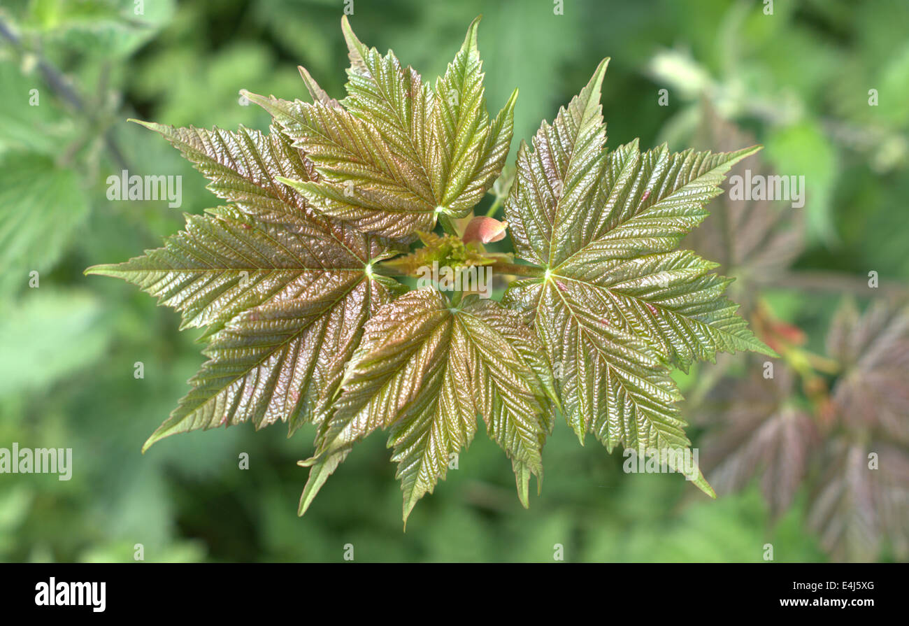 English tree with leaves hi-res stock photography and images - Alamy