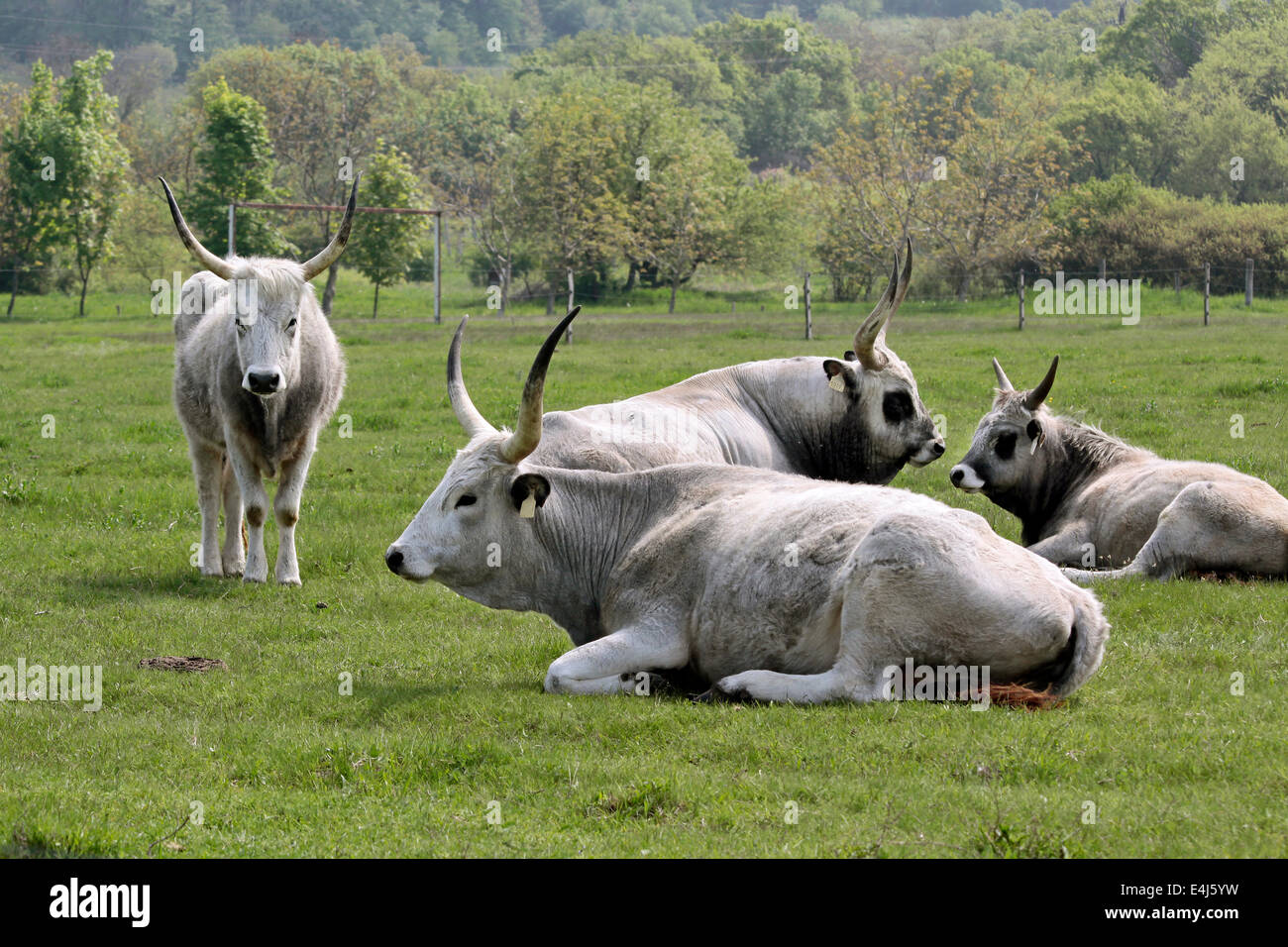 Traditional cows in Tihany at Lake Balaton in Hungary Stock Photo - Alamy