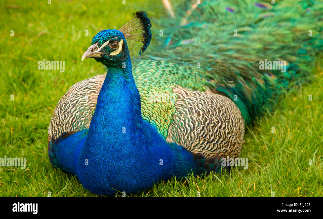 Indian Peacock High Resolution Stock Photography and Images - Alamy