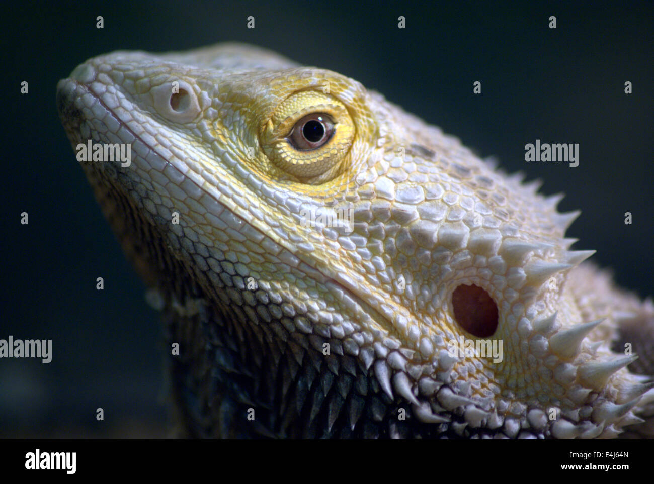 Bearded dragons egg hi-res stock photography and images - Alamy