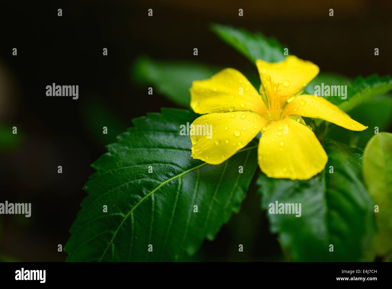 Yellow sage hi-res stock photography and images - Alamy