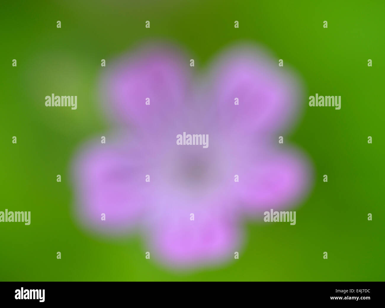 Herb Robert flower, Azerbaijan Stock Photo - Alamy