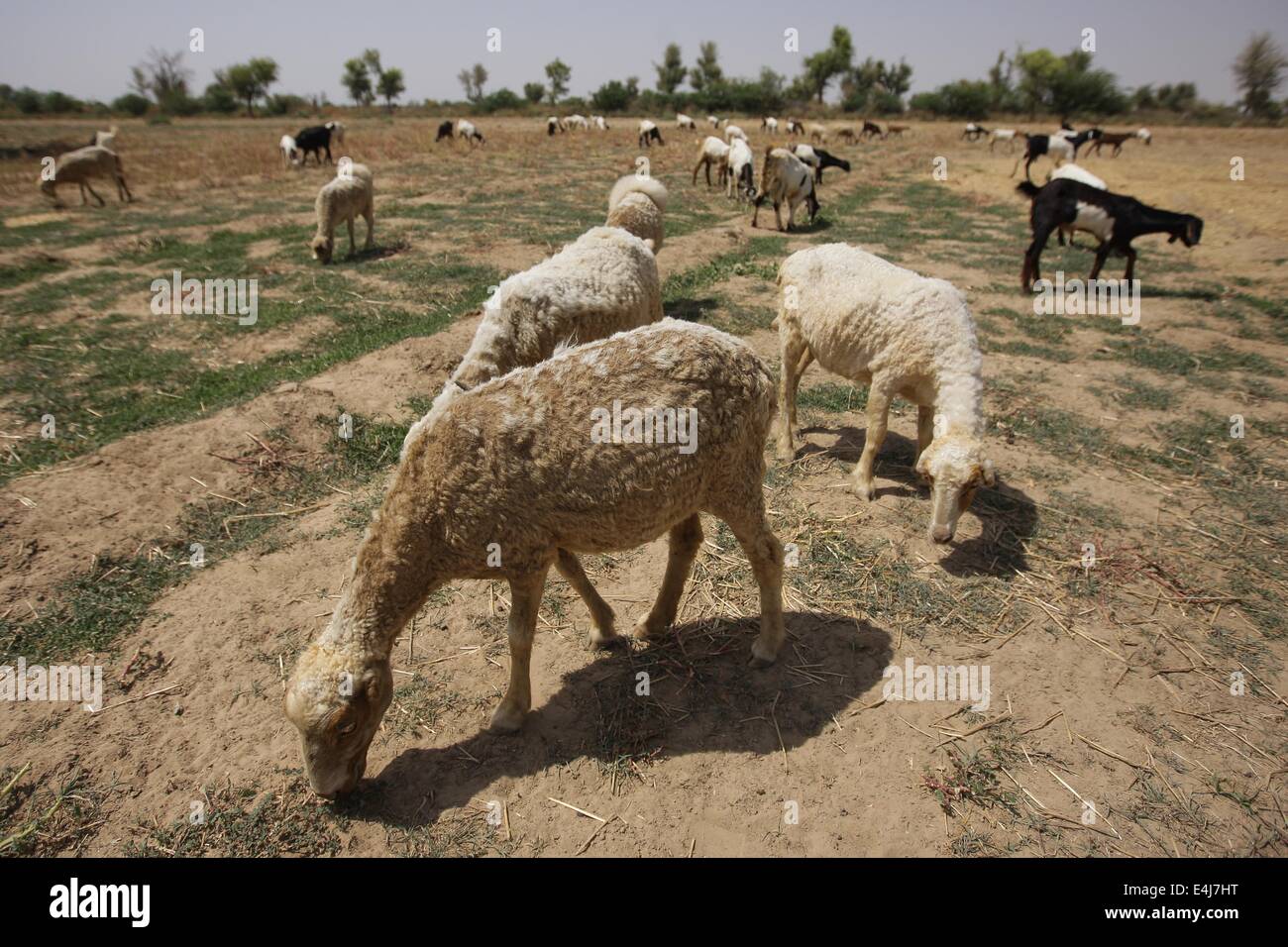 Rajasthan, India. 12th July, 2014. Sheep graze on the barren land in a ...