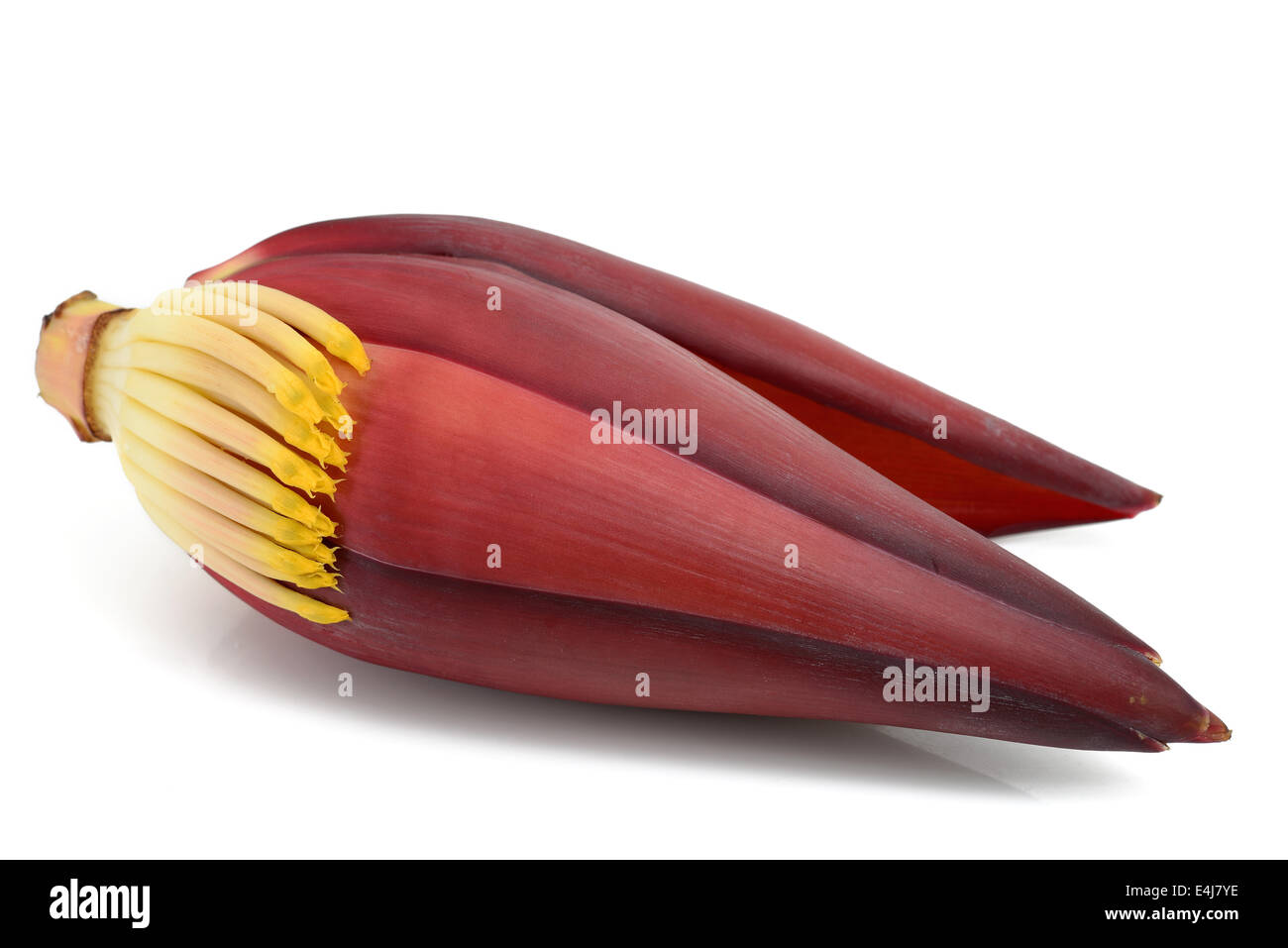 Banana flower hi-res stock photography and images - Alamy