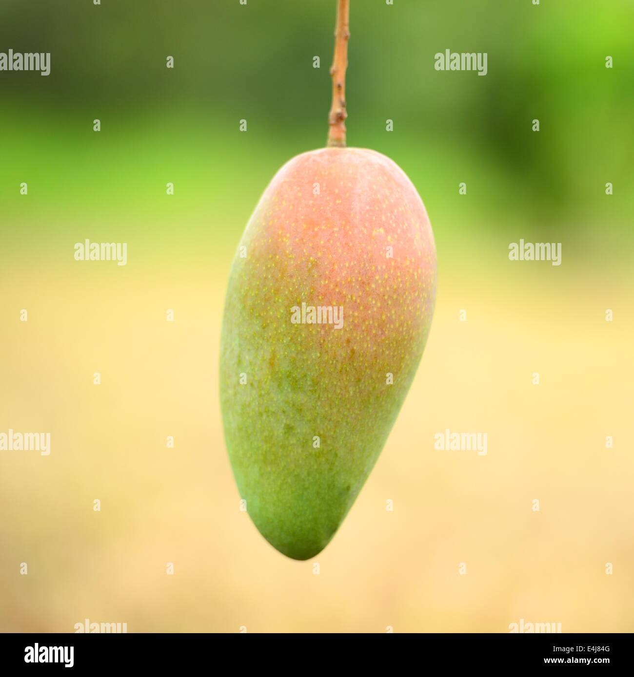 Mango on Tree Stock Photo - Alamy