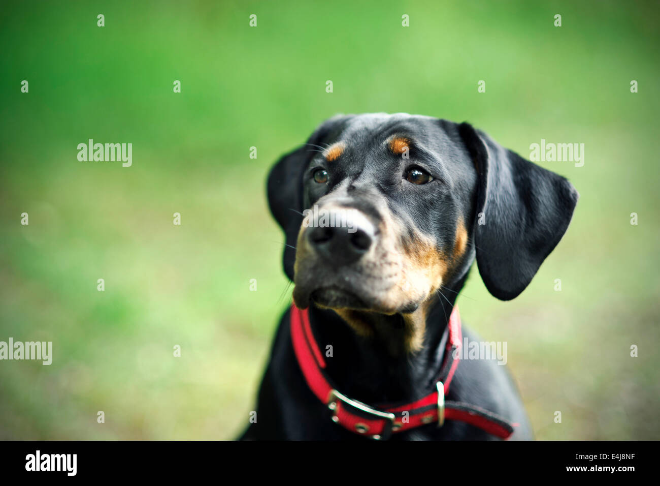 Portrait of a hunting dog Stock Photo - Alamy
