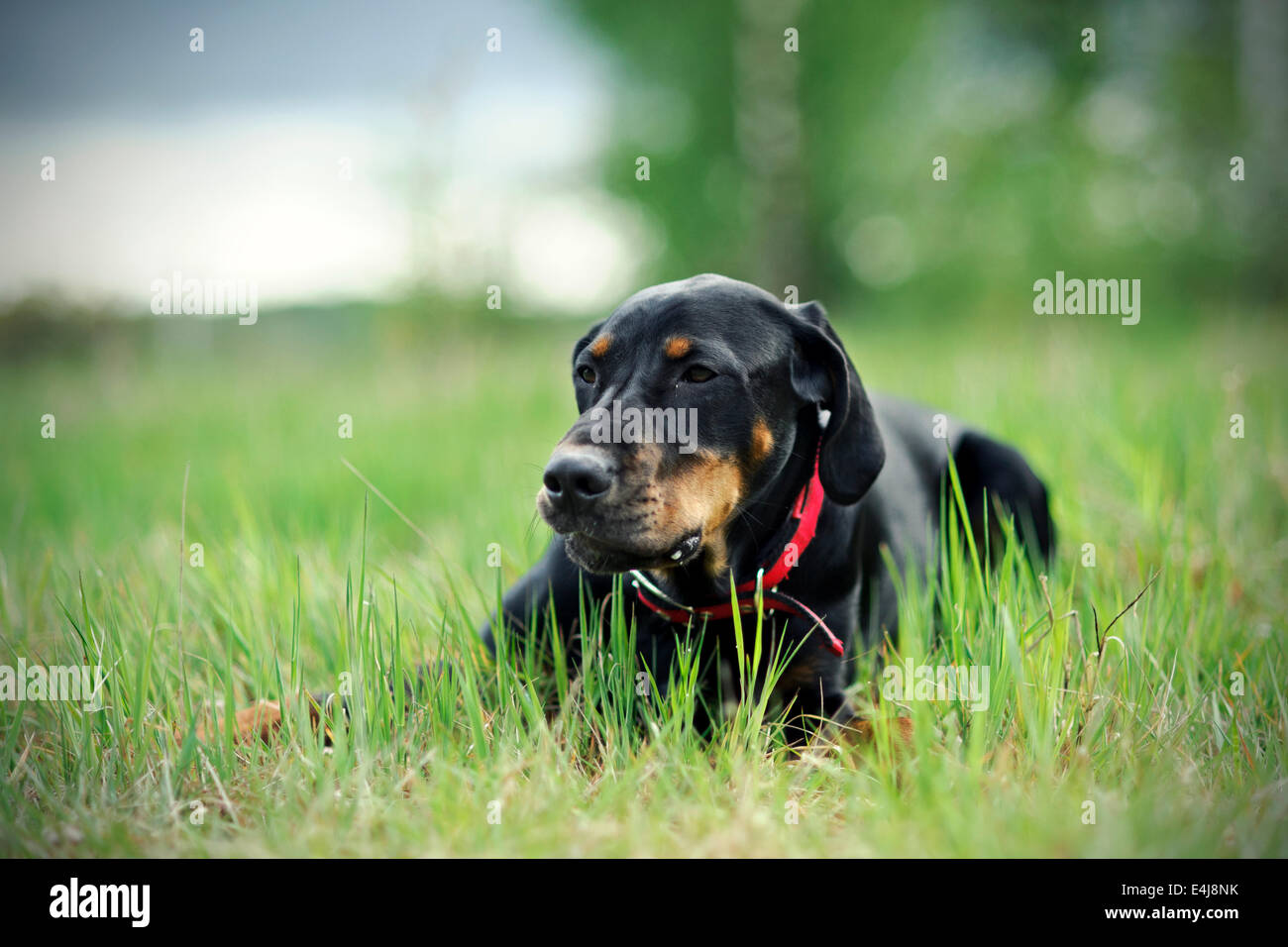 Grass on nose hi-res stock photography and images - Alamy