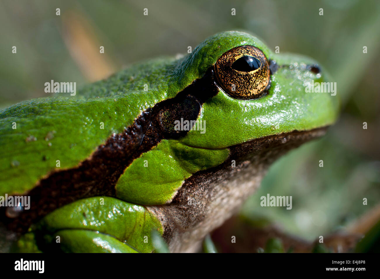Little green frog hi-res stock photography and images - Alamy