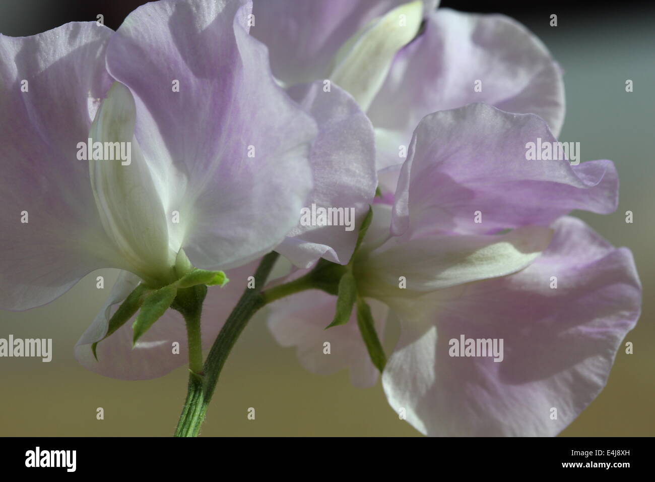 Sweet Peas (Lathyrus Stock Photo - Alamy