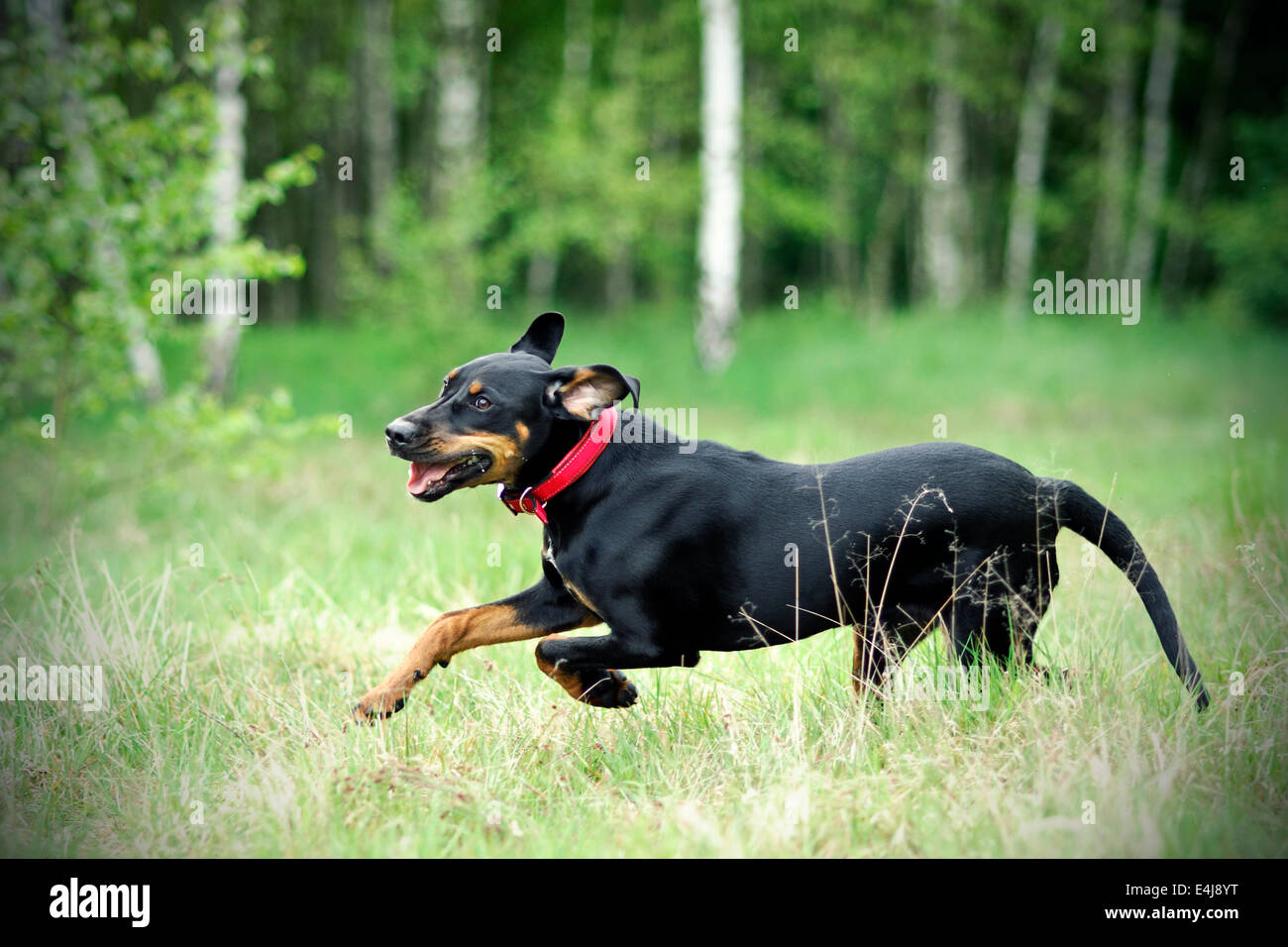 Black hunting dog running through the field Stock Photo - Alamy