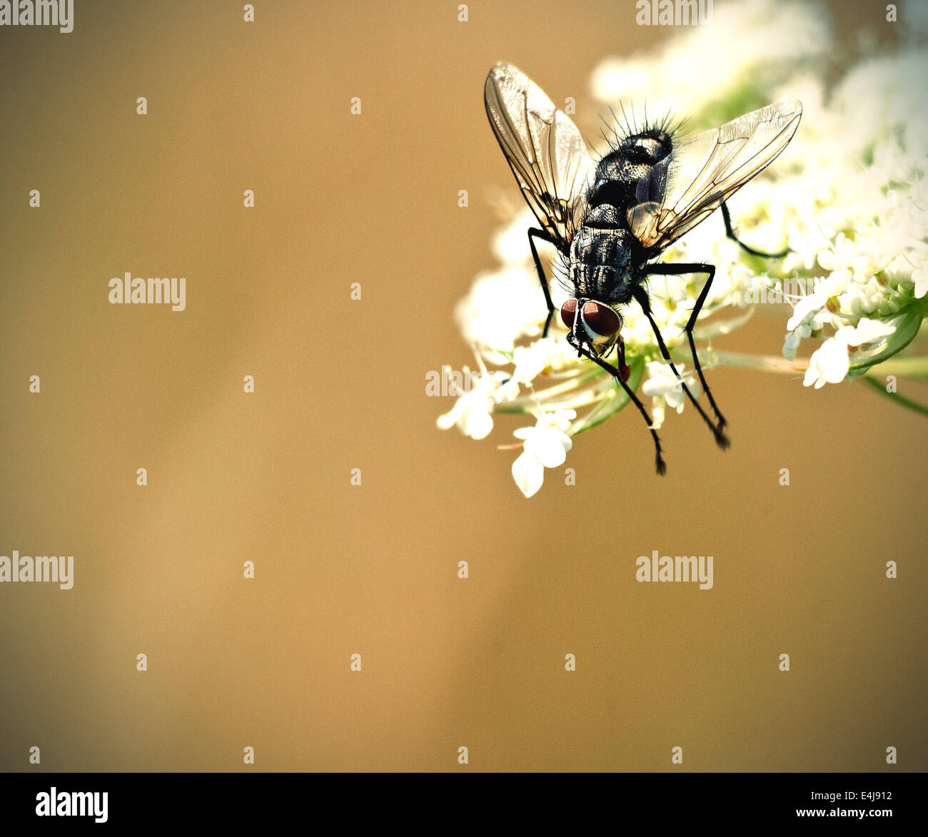 Lean forward hi-res stock photography and images - Alamy