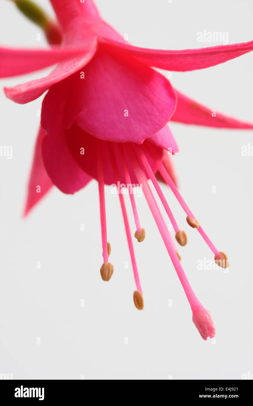 Fuchsia Flower on cream background Stock Photo - Alamy