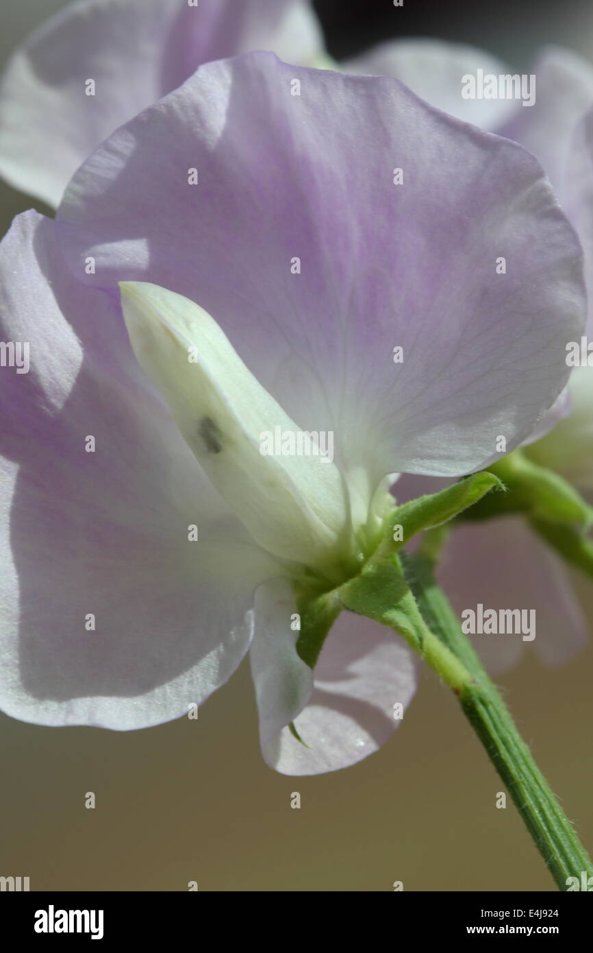 Sweet Peas (Lathyrus Stock Photo - Alamy