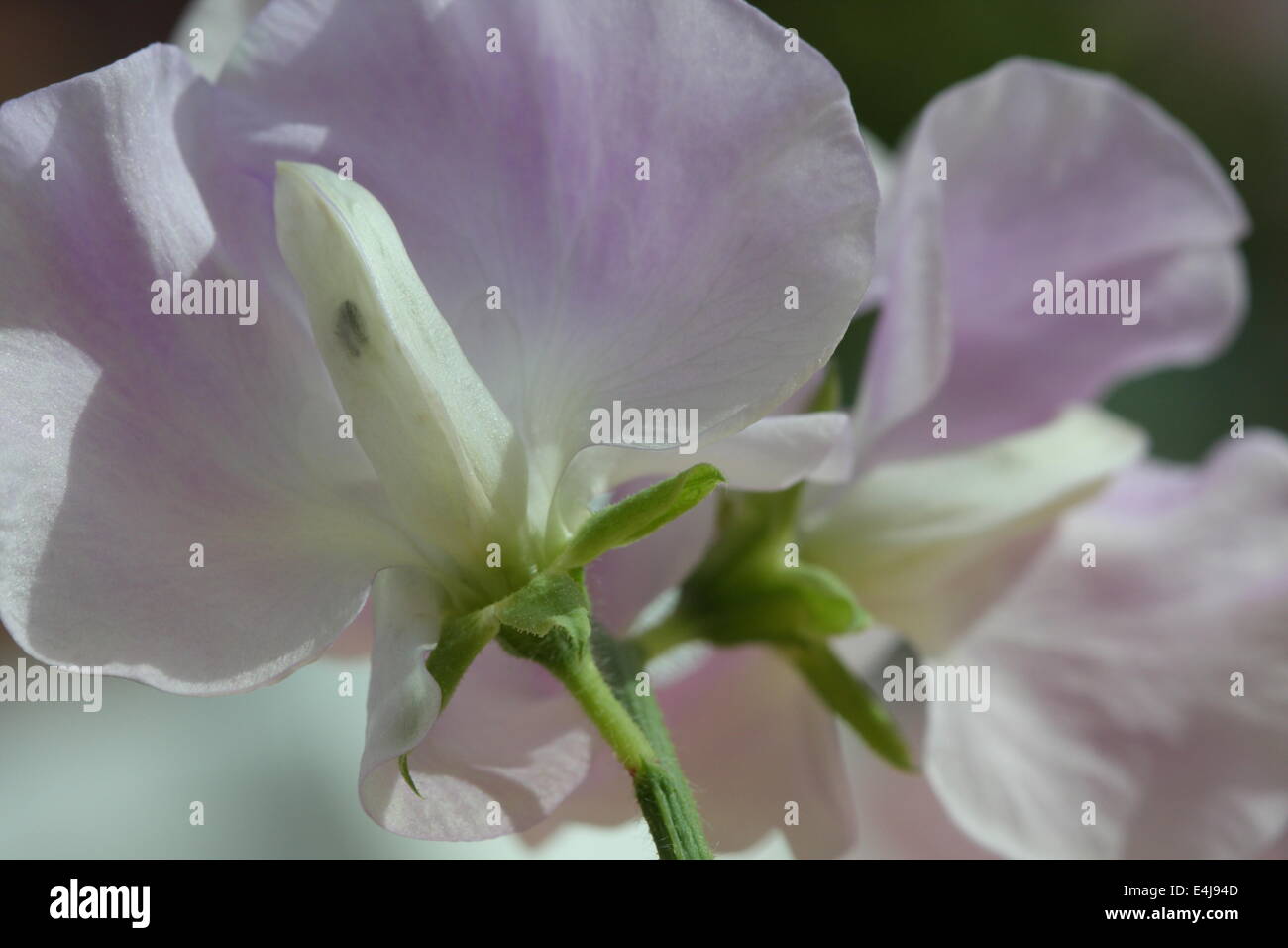 Sweet Peas (Lathyrus Stock Photo - Alamy