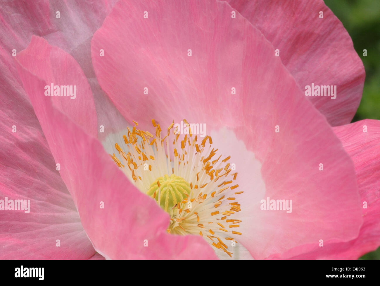close up of pink poppy Stock Photo - Alamy