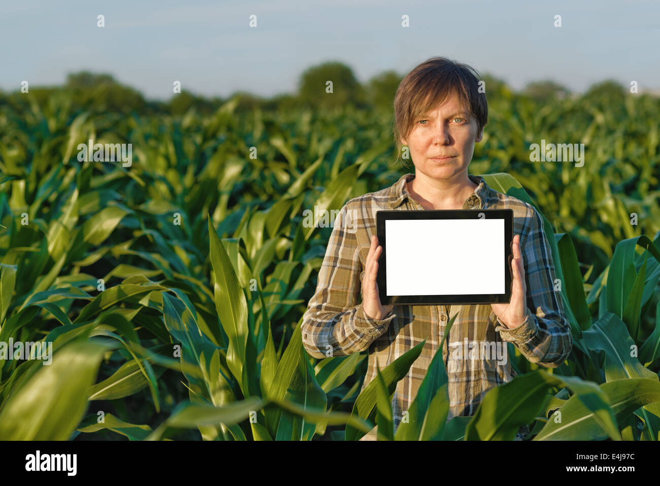 Female agronomist with tablet computer in agricultural cultivated corn field Stock Photo - Alamy
