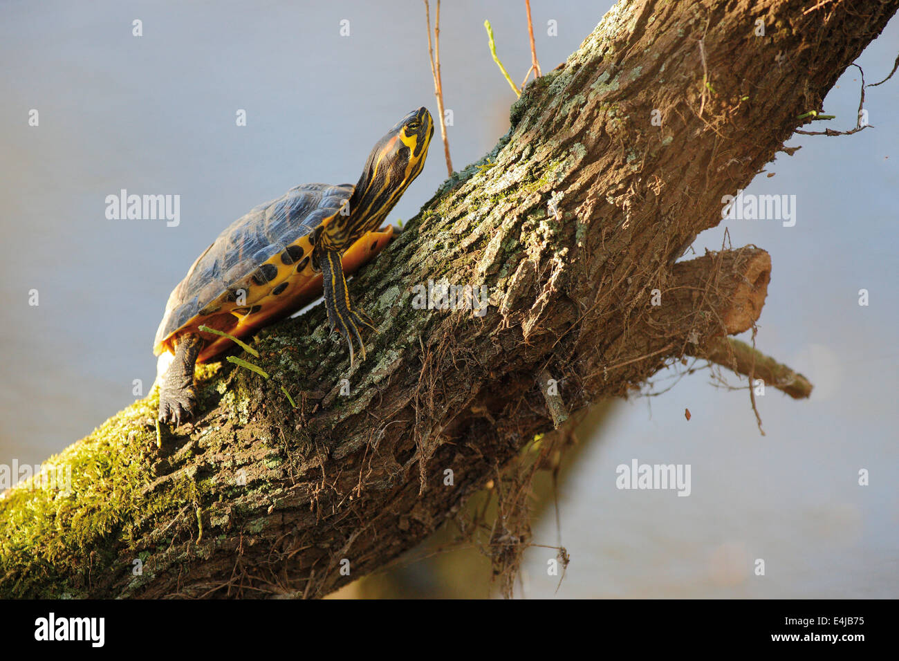 Elegant jicotea (Trachemys scripta elegans), also known as red eared ...