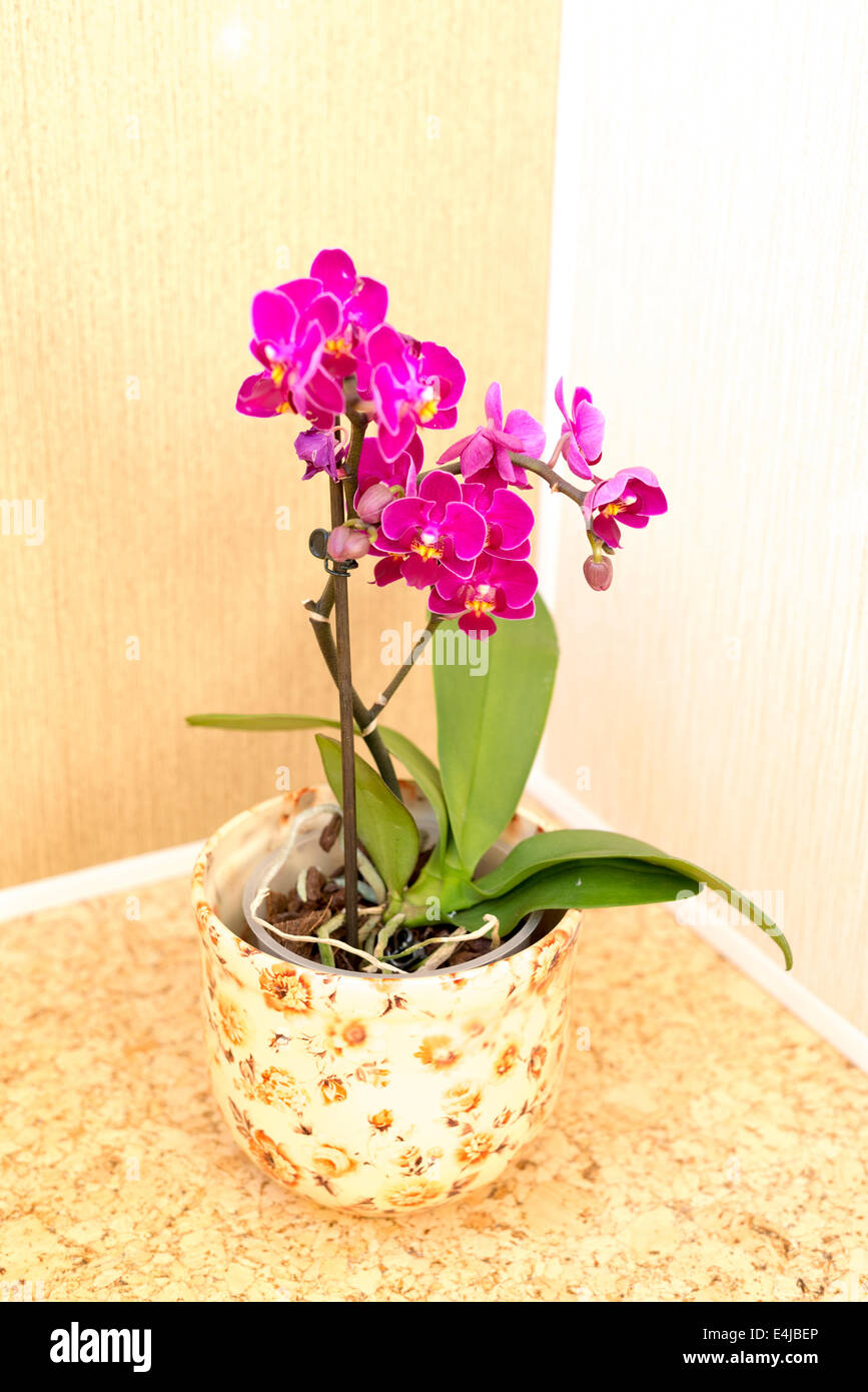 Pink orchid in the interior of the room Stock Photo - Alamy