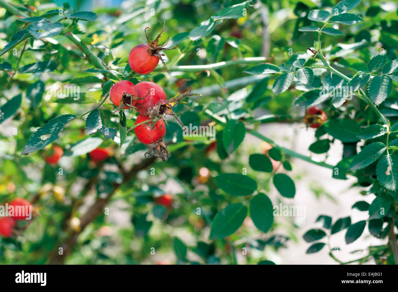 Ripe berries on a branch briar Stock Photo - Alamy