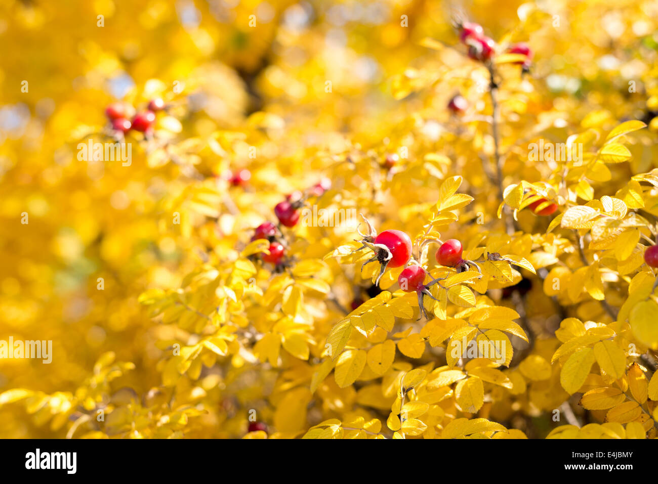 Wild rose hips on the bush in autumn Stock Photo - Alamy