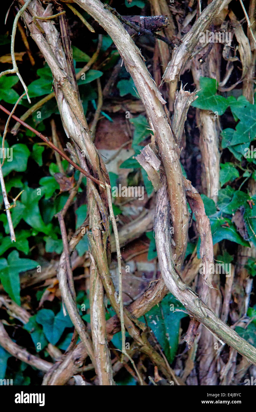 Twisted ivy branches Stock Photo - Alamy