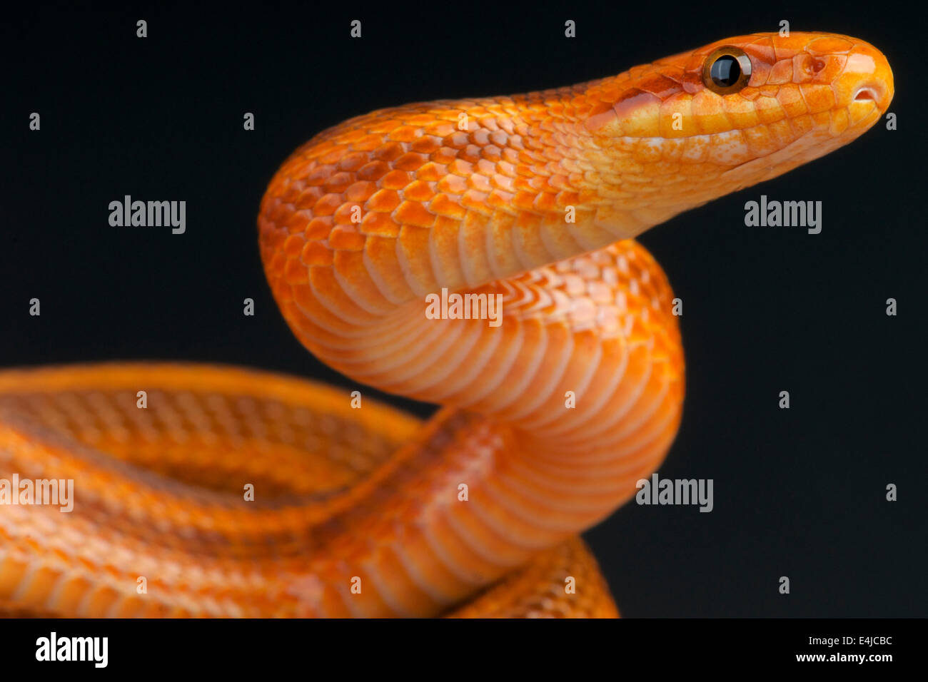 Dione rat snake hi-res stock photography and images - Alamy