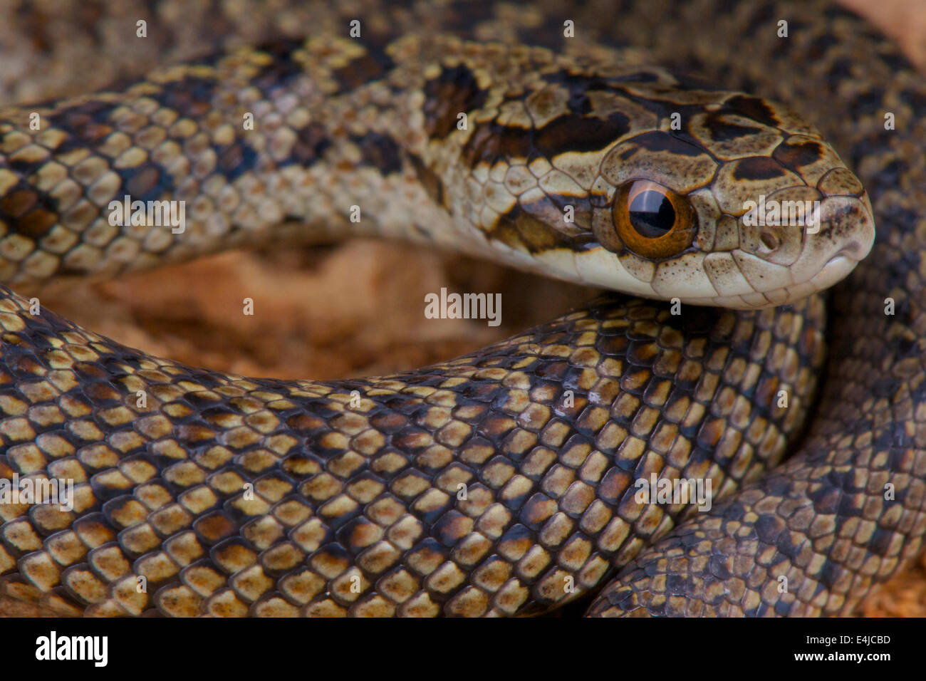 Zoige ratsnake / Elaphe zoigeensis Stock Photo - Alamy