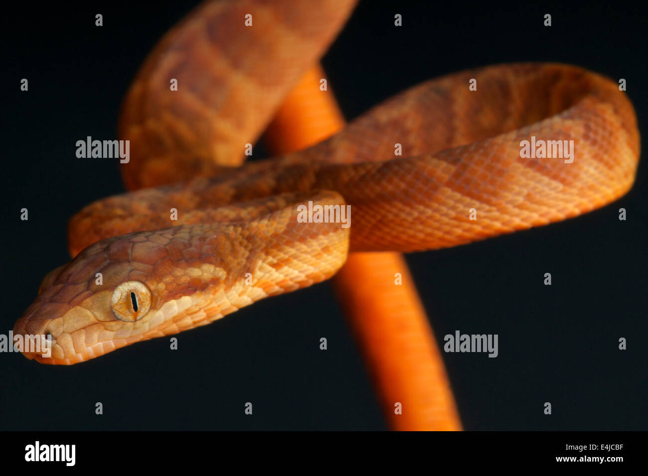 Goat island jamaica hi-res stock photography and images - Alamy
