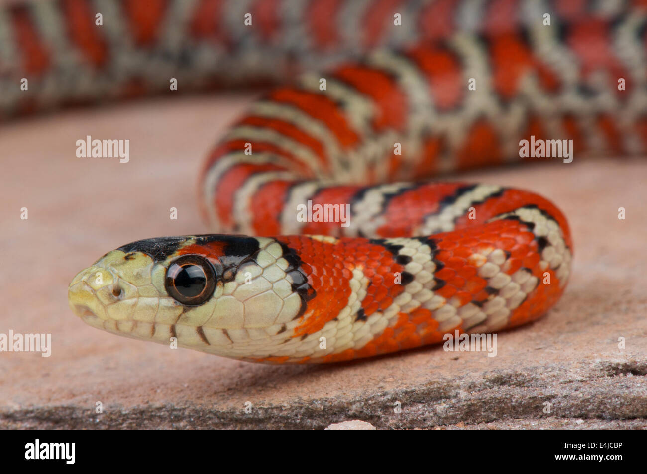 Sonoran mountain kingsnake / Lampropeltis pyromelana Stock Photo - Alamy