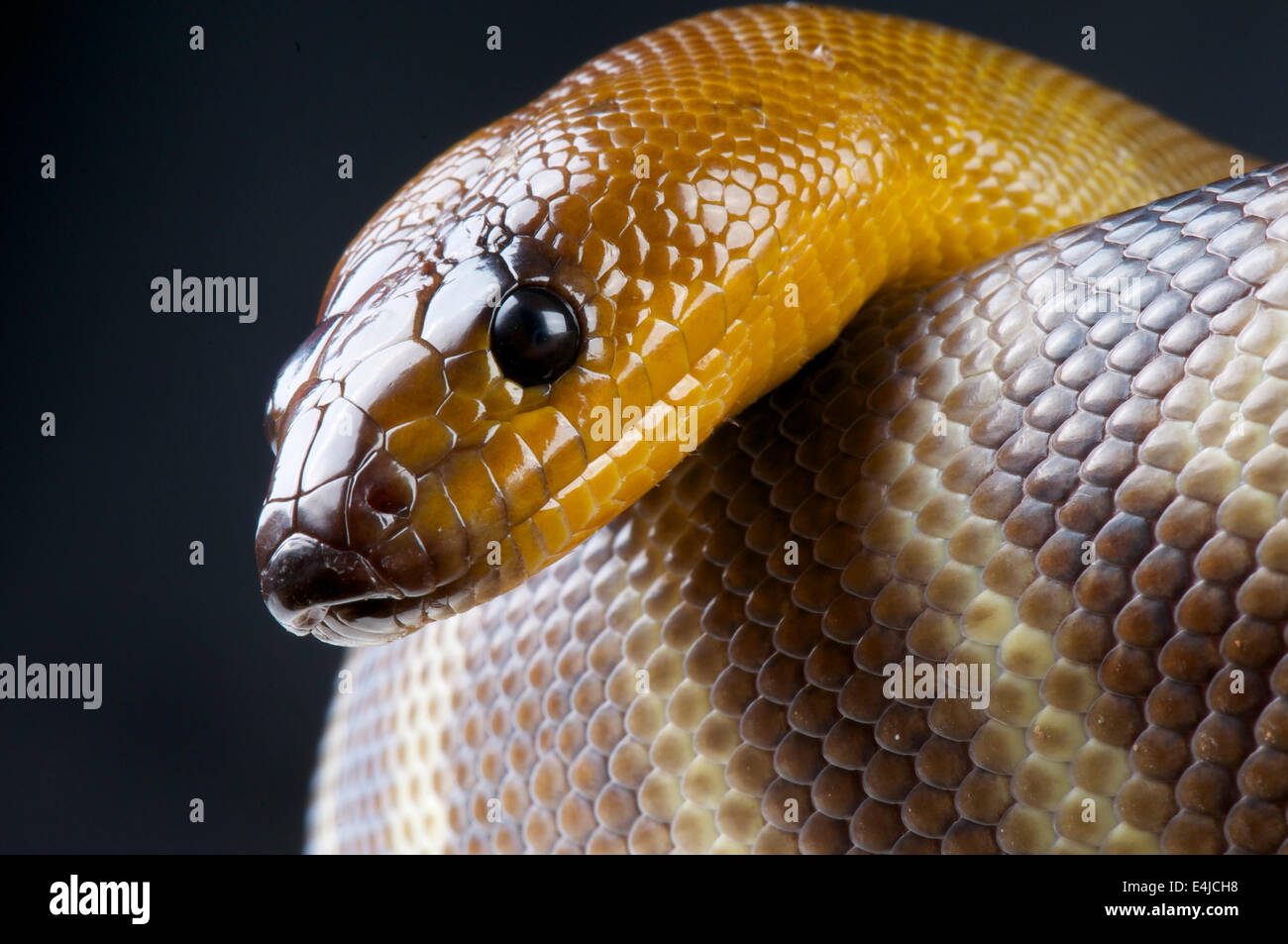 Large yellow snake python hi-res stock photography and images - Alamy