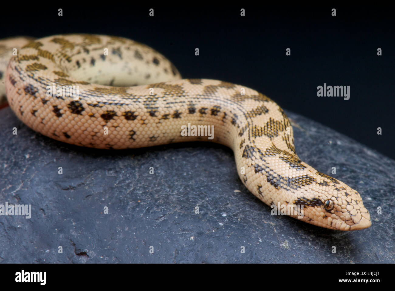 Sand boa snake mongolia hi-res stock photography and images - Alamy