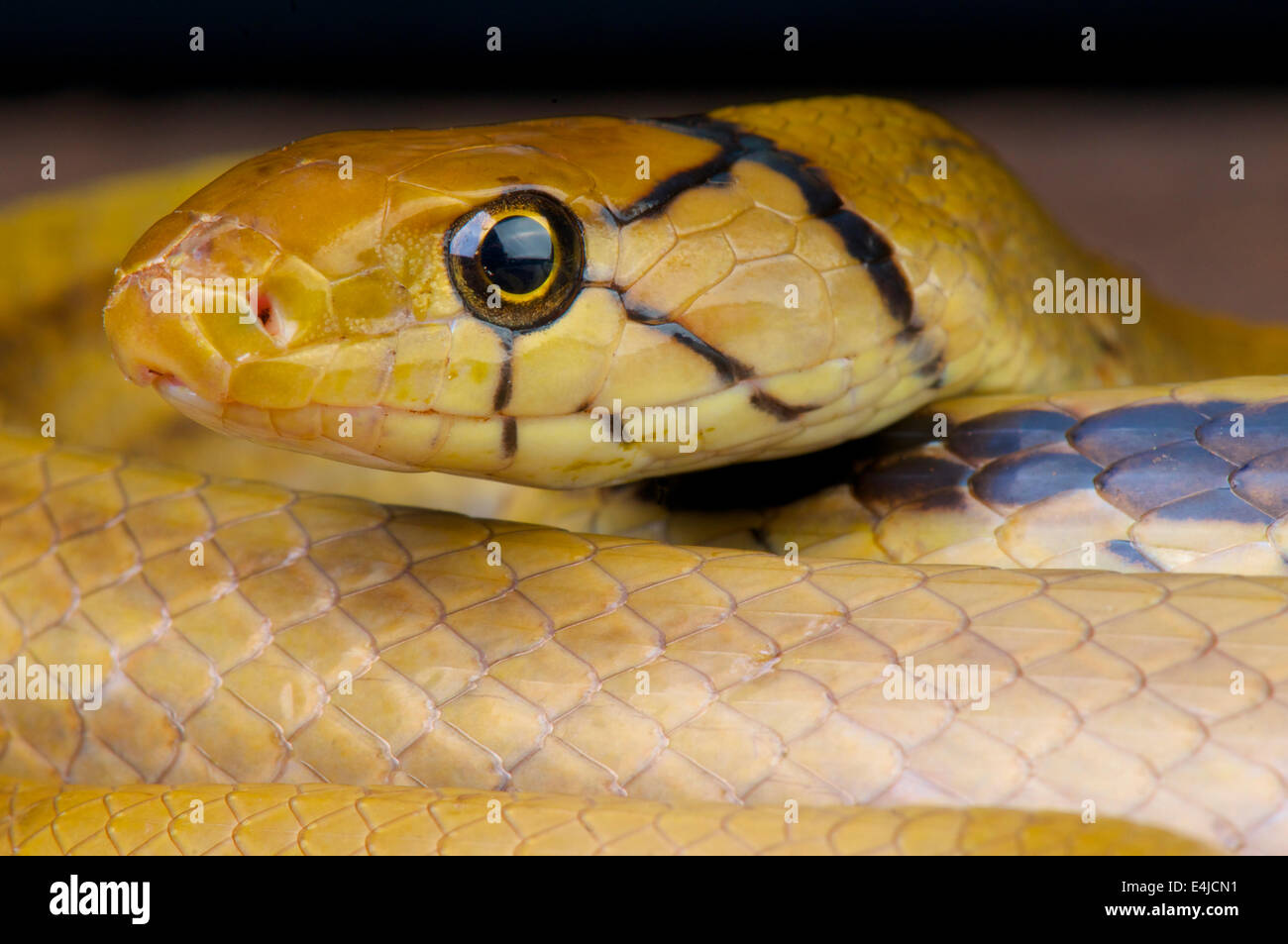 Radiated ratsnake / Coelognathus radiatus Stock Photo - Alamy