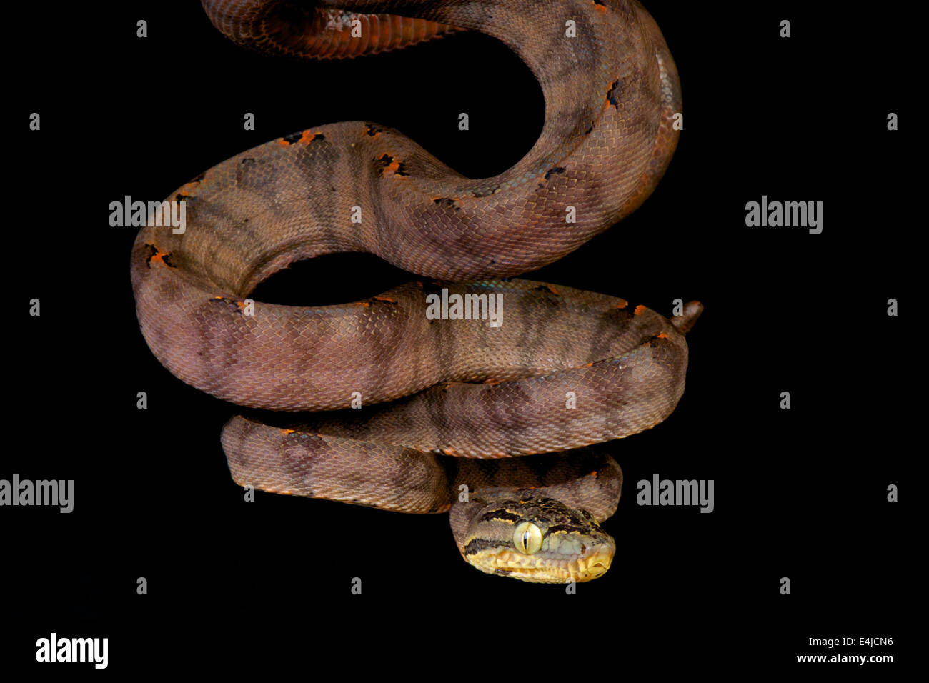 Amazon tree boa / Corallus hortulanus Stock Photo - Alamy