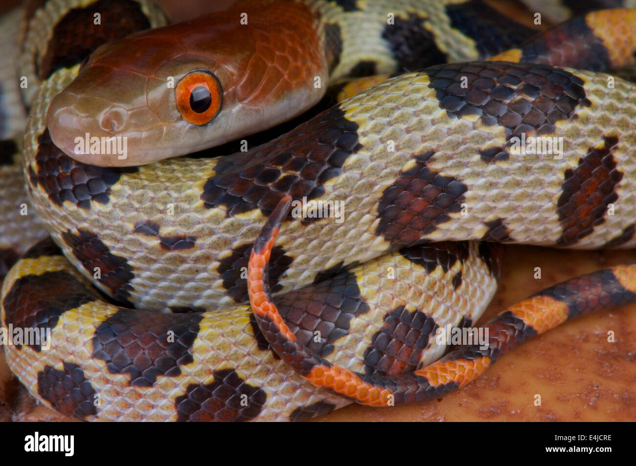 Hundred flower snake hi-res stock photography and images - Alamy